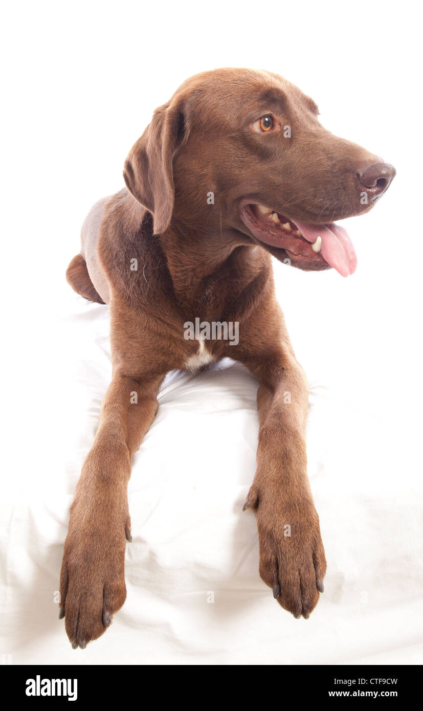 labrador retriever on white background Stock Photo - Alamy
