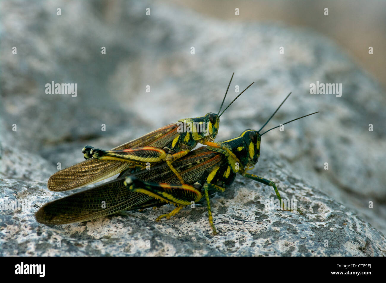 A mating pair of Large Painted Locusts (Schistocerca melanocera) on a ...