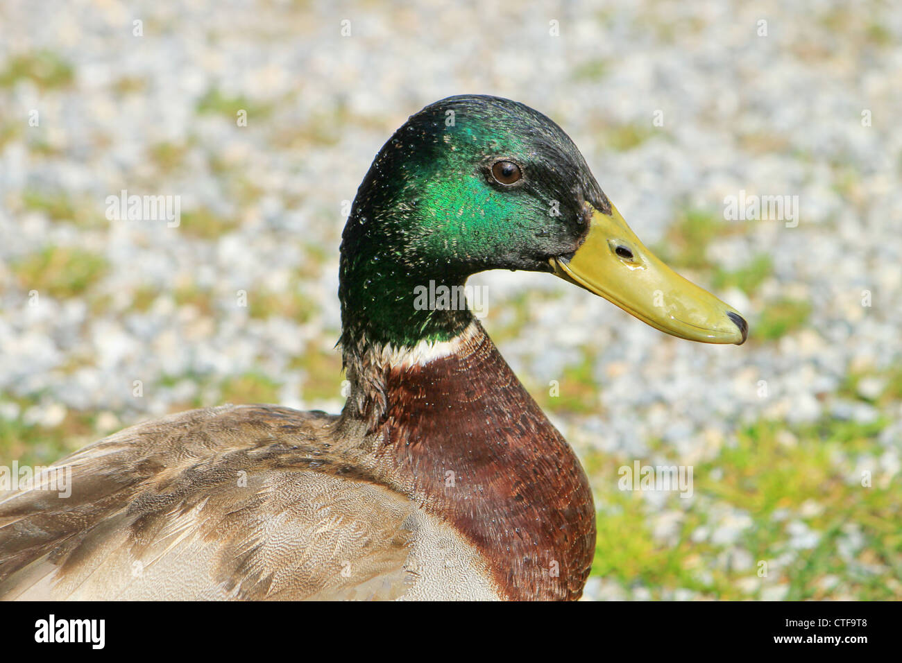 Portrait of one male mallard duck Stock Photo - Alamy
