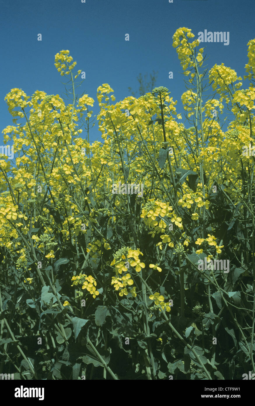 RAPE Brassica napus (Brassicaceae Stock Photo - Alamy