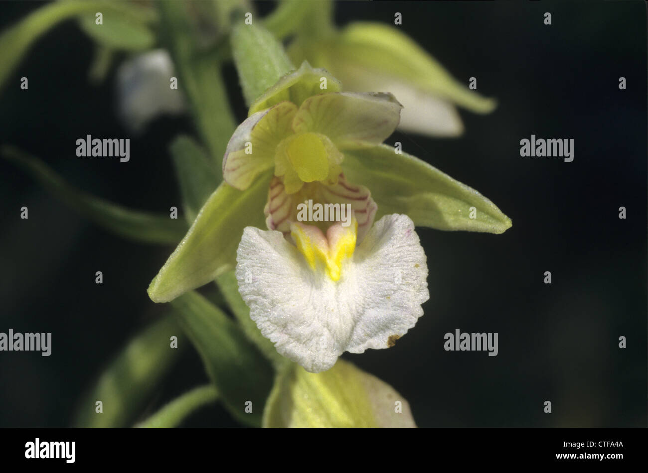 MARSH HELLEBORINE Epipactis palustris (Orchidaceae Stock Photo - Alamy