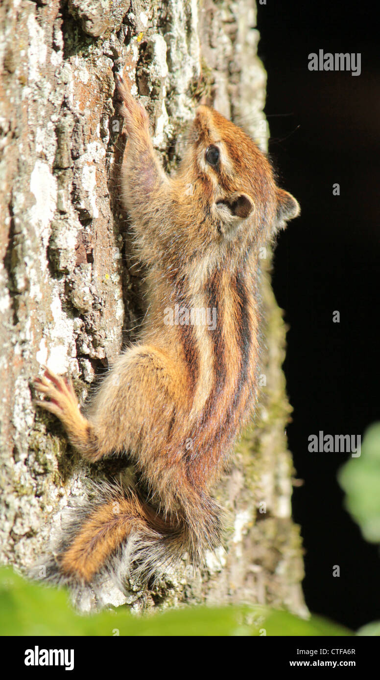 Chipmunk nose hi-res stock photography and images - Alamy