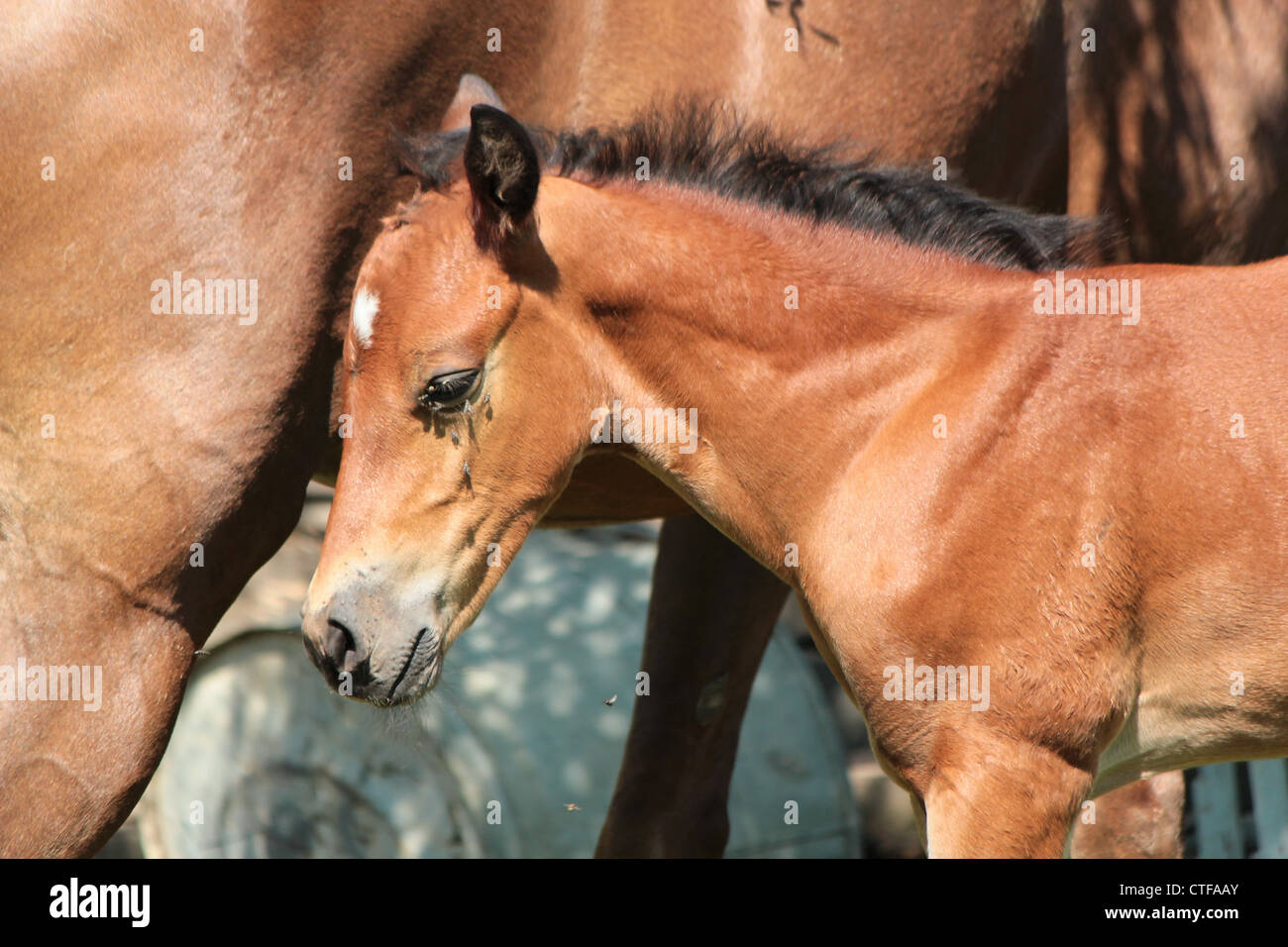 Brown foal standing next to the mare leg Stock Photo - Alamy