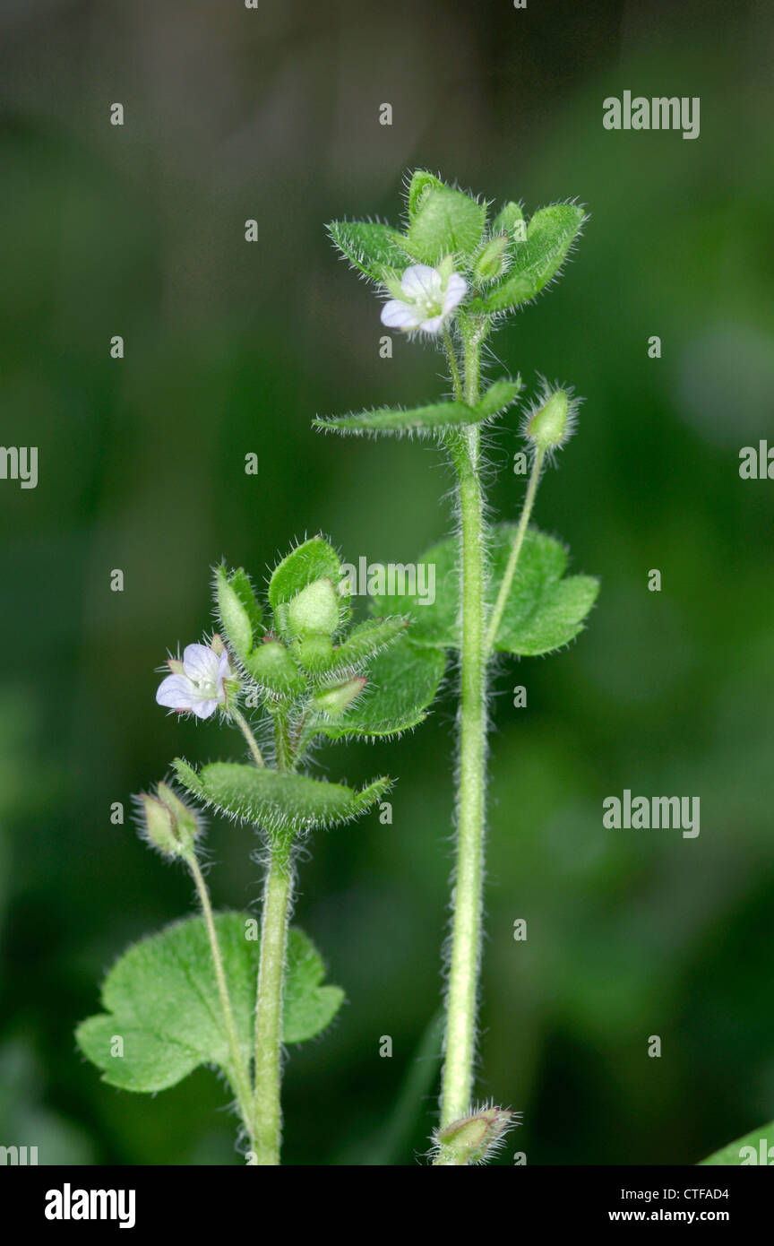 IVY-LEAVED SPEEDWELL Veronica hederifolia (Scrophulariaceae Stock Photo ...