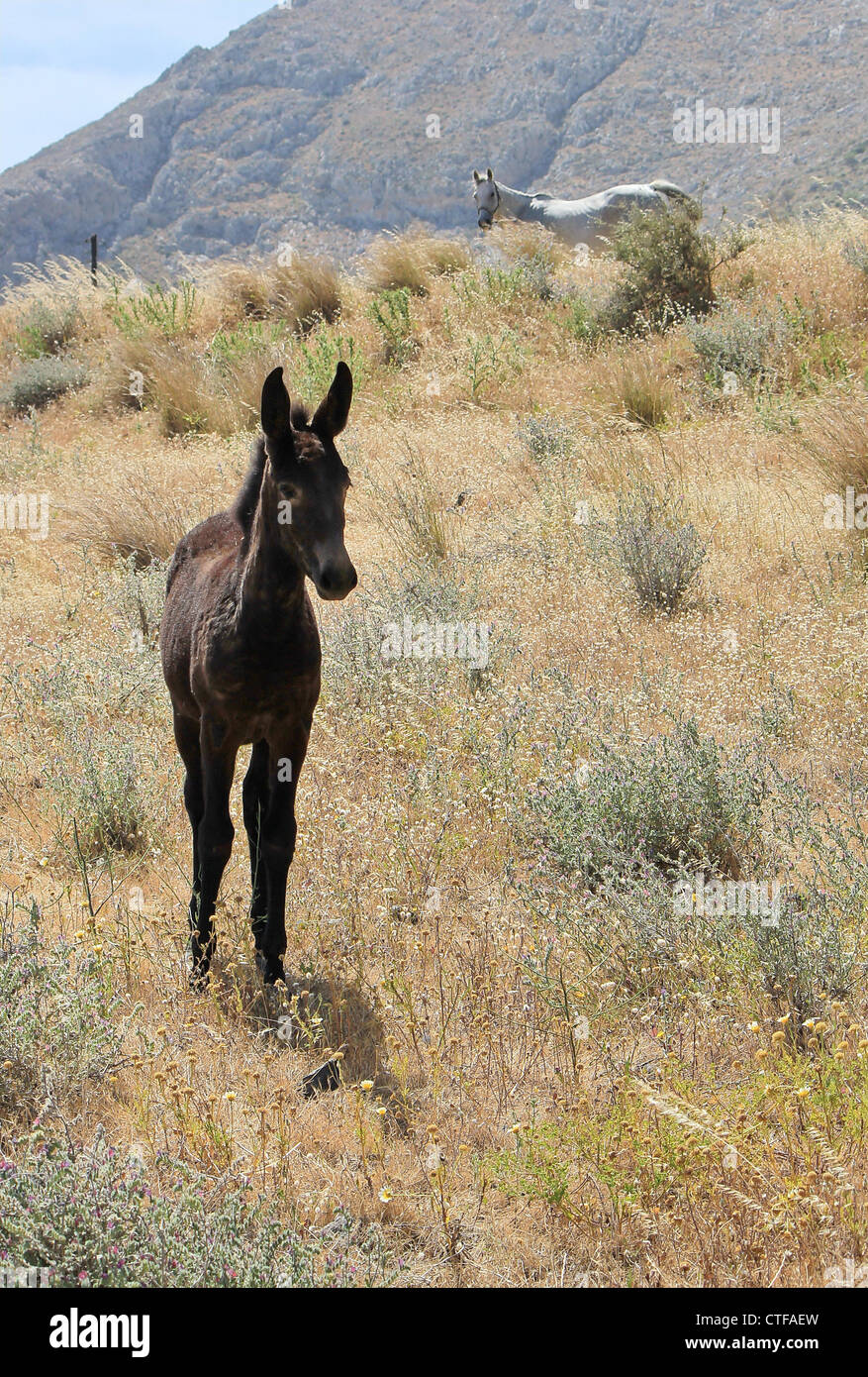 Wandering horse hi-res stock photography and images - Alamy