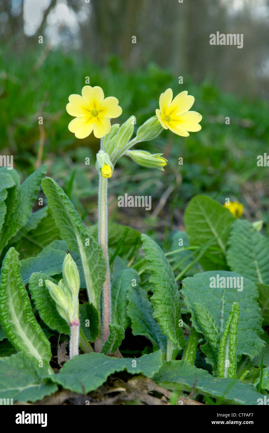 FALSE OXLIP Primula veris x vulgaris (Primulaceae Stock Photo - Alamy