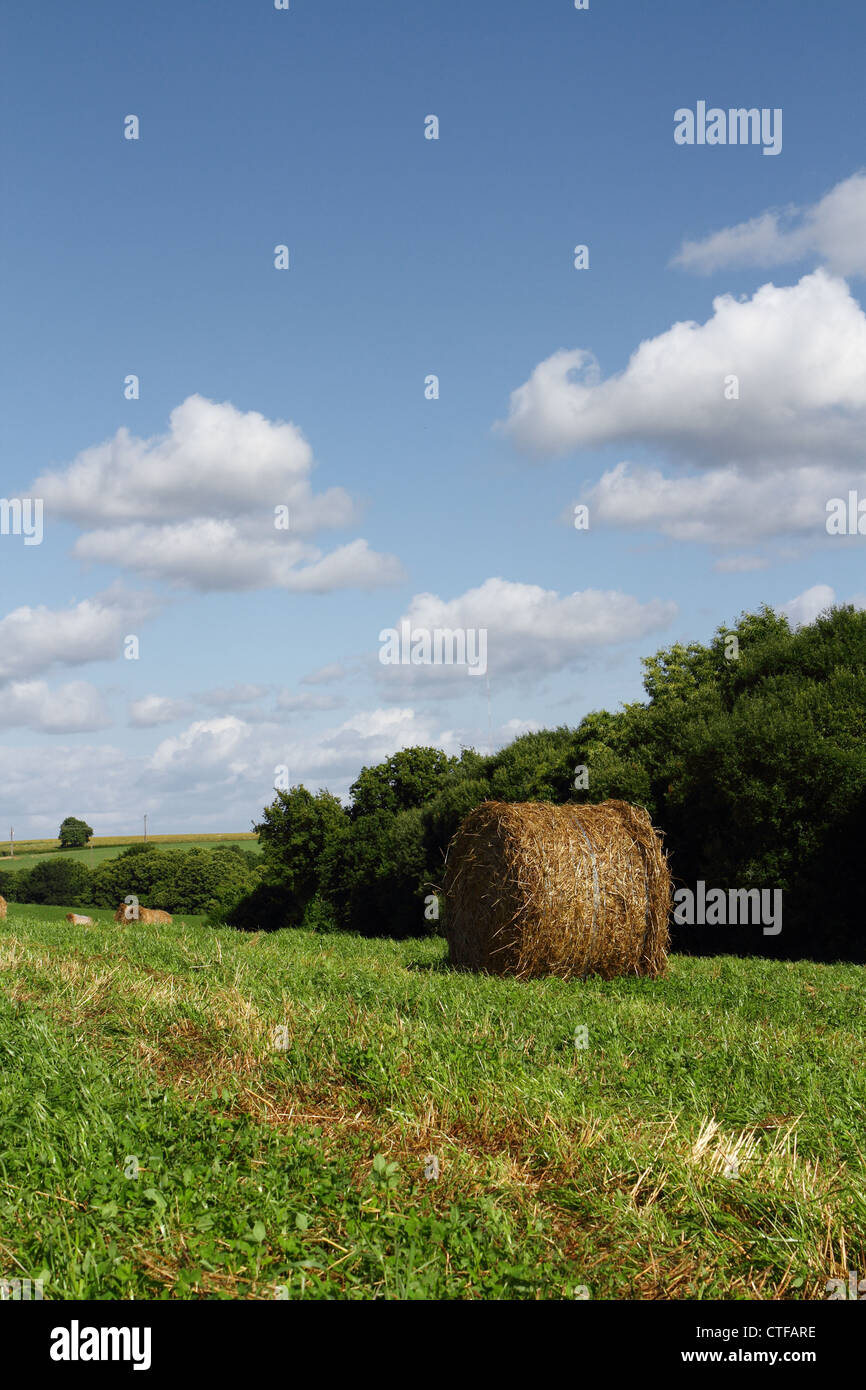 Round hay bale Stock Photo - Alamy