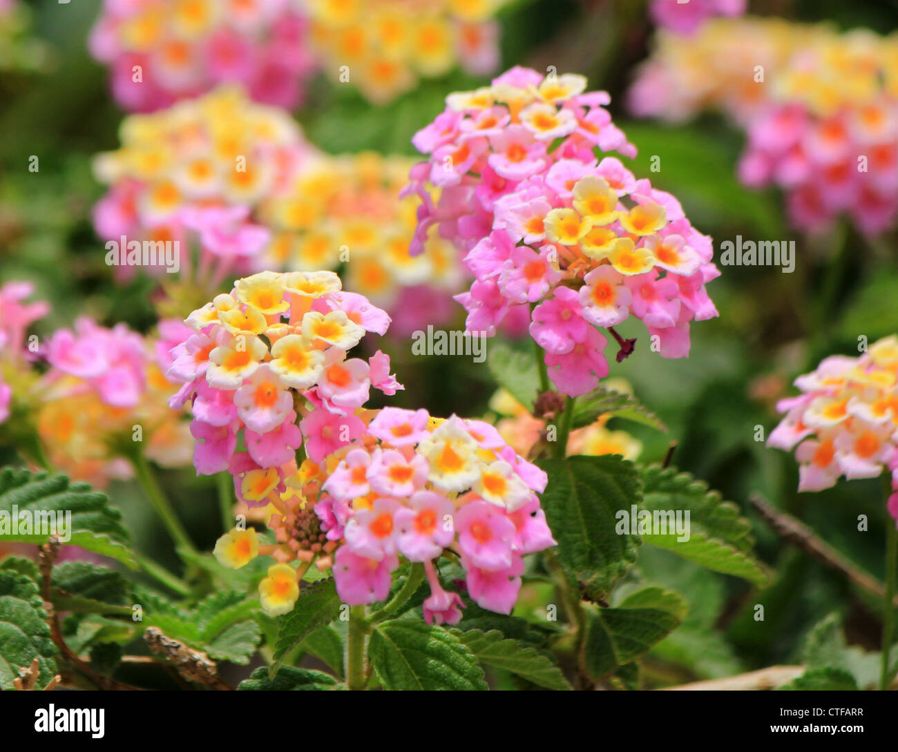 Beautiful pink lantana camara flowers Stock Photo - Alamy