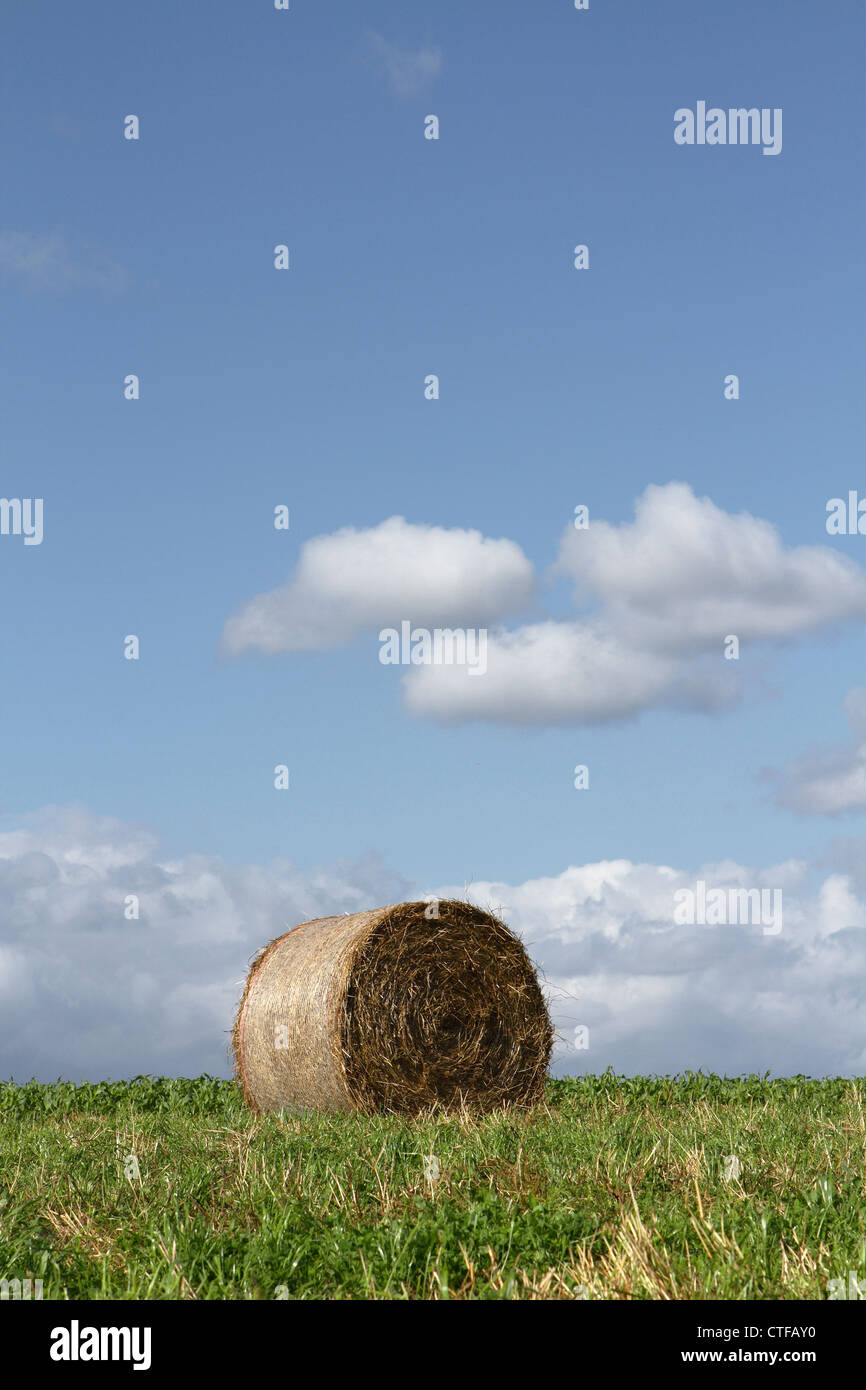 Round hay bale in the countryside Stock Photo - Alamy