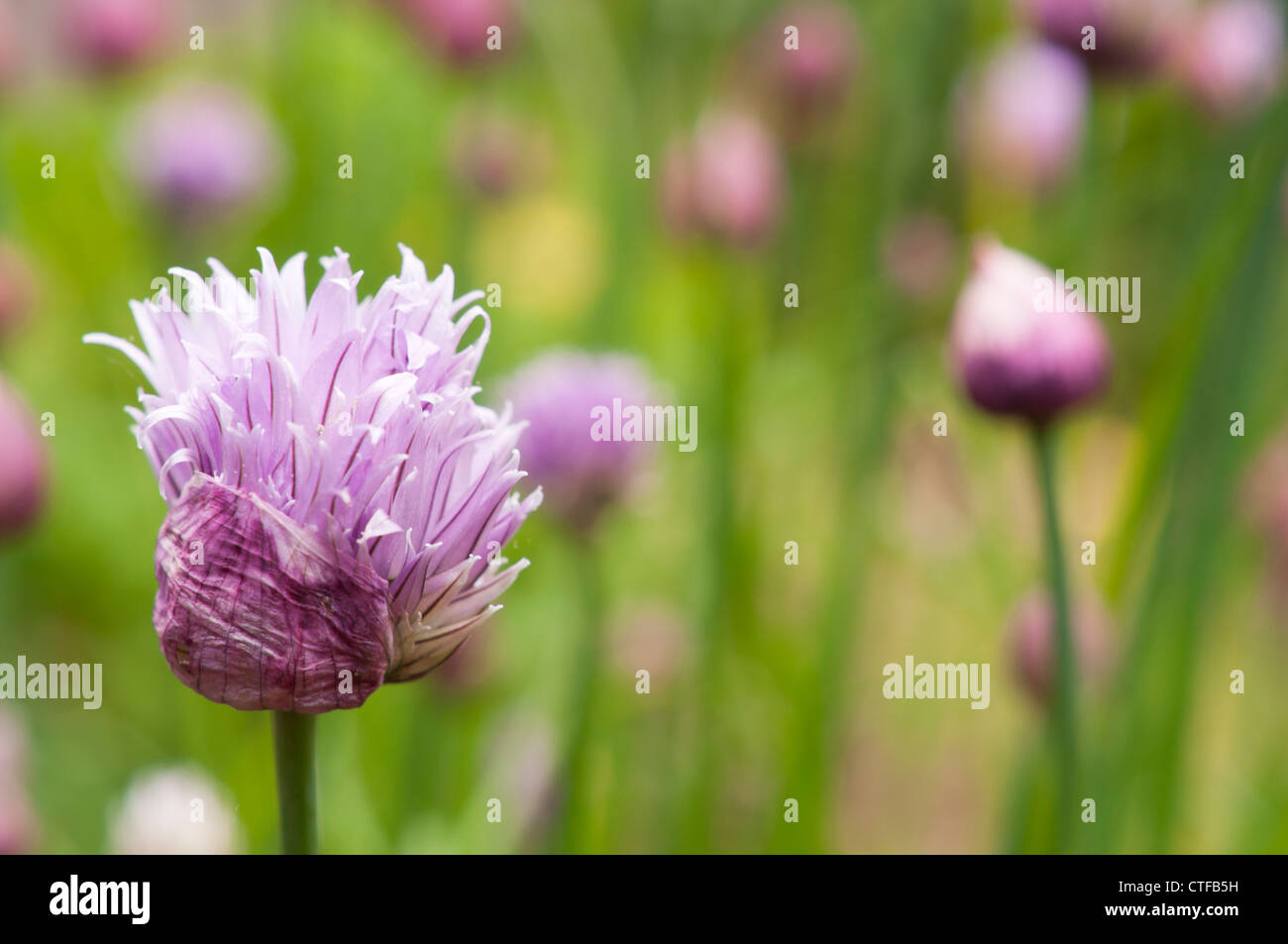 Chive plant flowering Stock Photo - Alamy