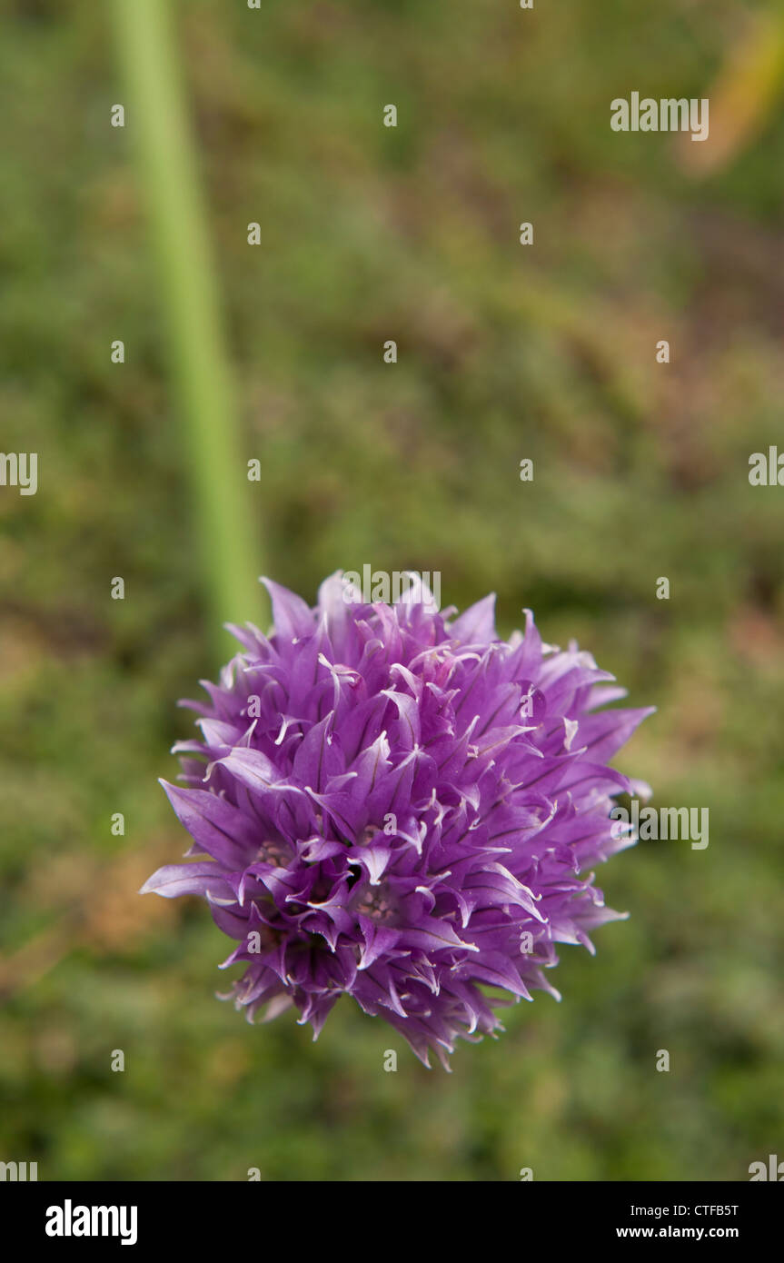 Chive plant flowering Stock Photo - Alamy