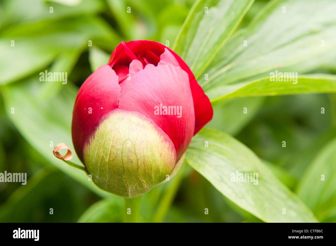 Peony flower bud Stock Photo - Alamy