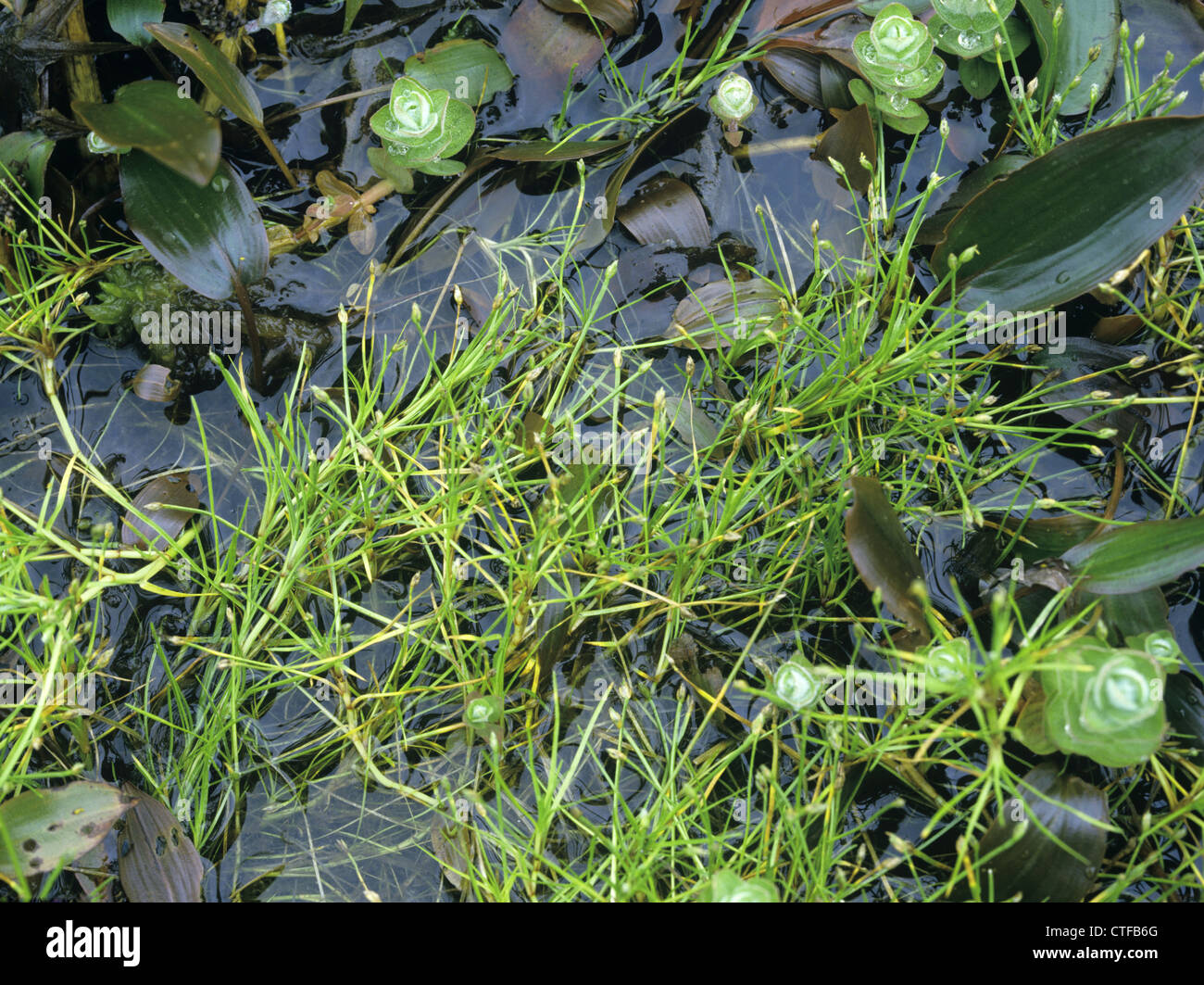 FLOATING CLUB-RUSH Eleogiton fluitans (Cyperaceae Stock Photo - Alamy