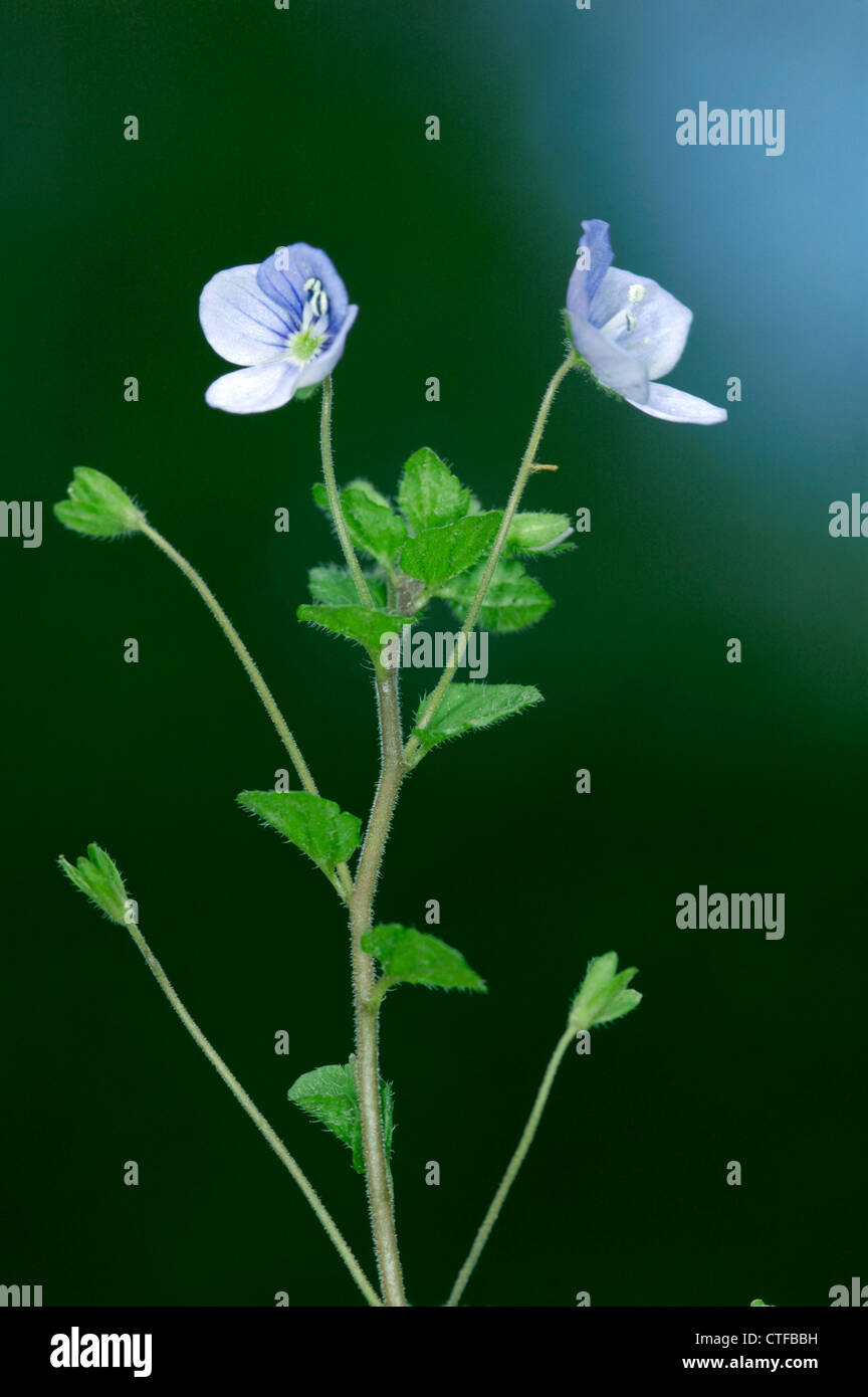 Slender speedwell hi-res stock photography and images - Alamy