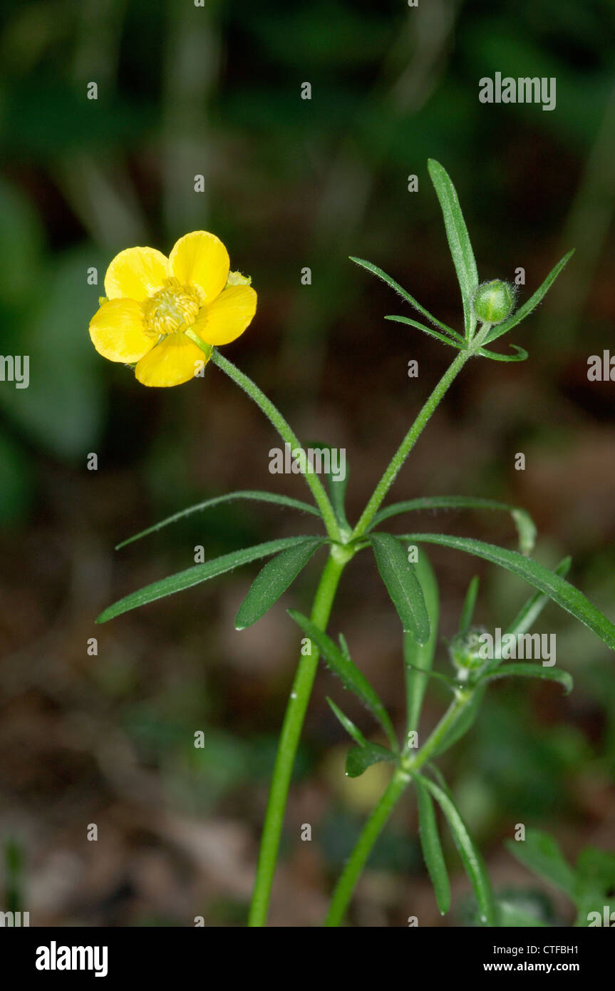 GOLDILOCKS BUTTERCUP Ranunculus auricomus (Ranunculaceae Stock Photo ...