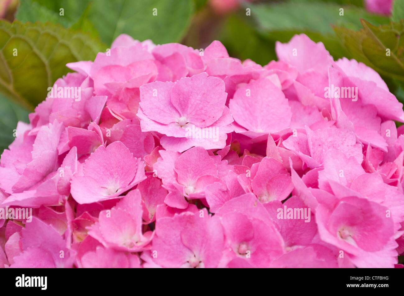 Pink hydrangea plant flowering Stock Photo - Alamy