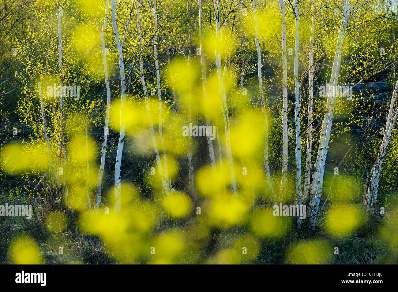Spring birch trees as seen through out of focus birch leaves, Greater ...