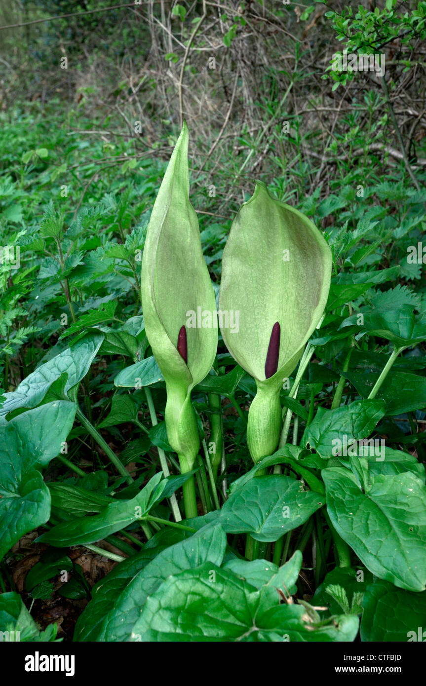 LORDS-AND-LADIES Arum maculatum (Araceae Stock Photo - Alamy