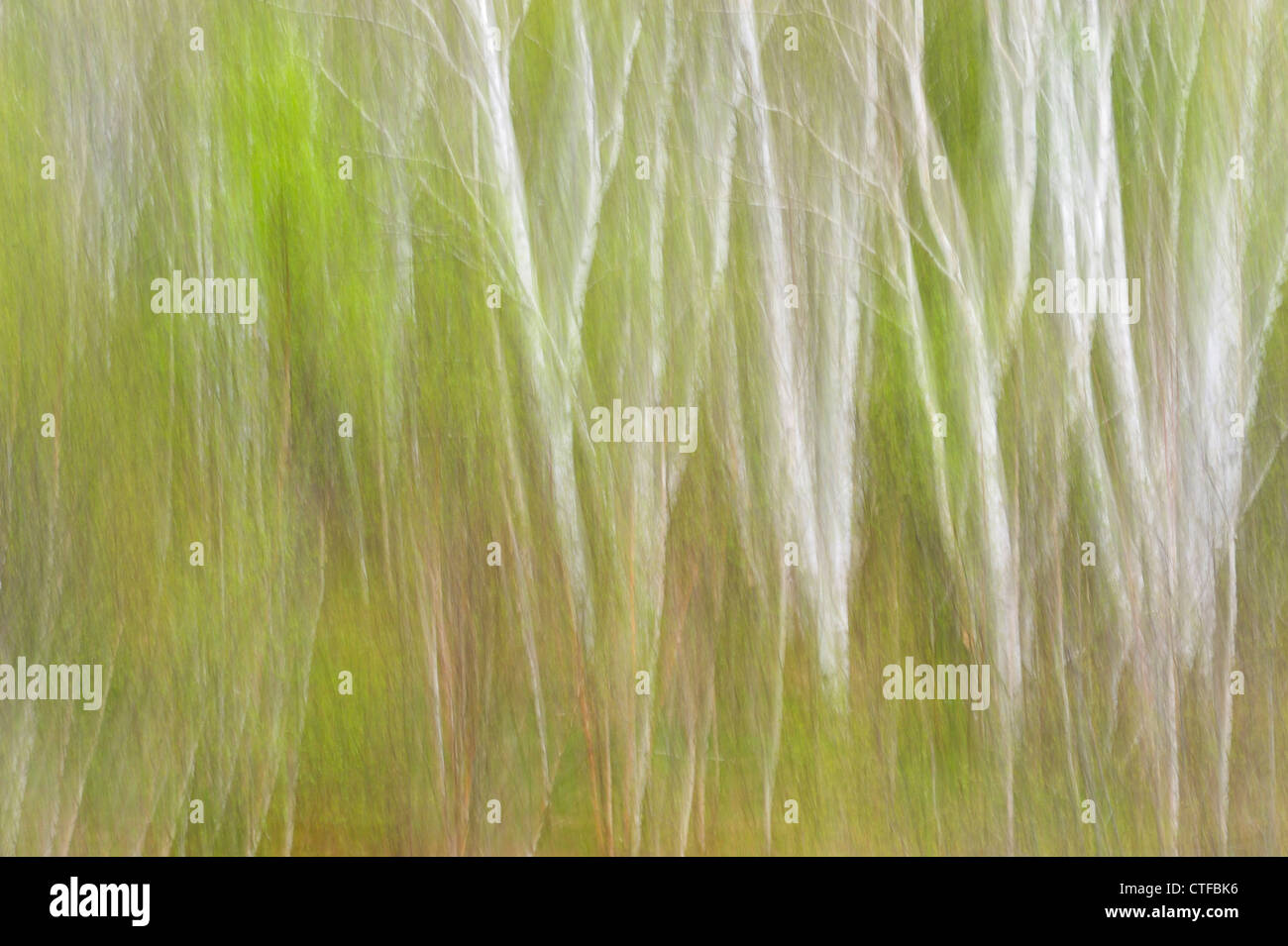 Spring birch trees camera movement hi-res stock photography and images ...