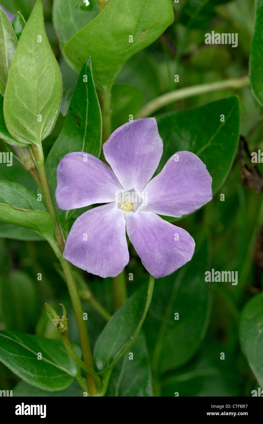 GREATER PERIWINKLE Vinca major (Apocynaceae Stock Photo - Alamy
