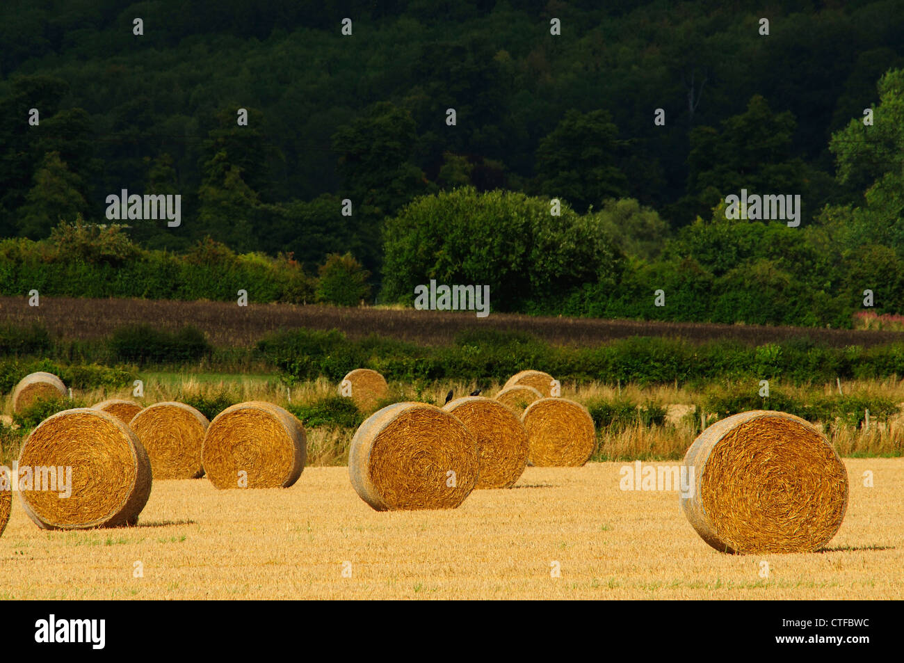 Round bales in the field after the wheat has been harvested UK Stock ...