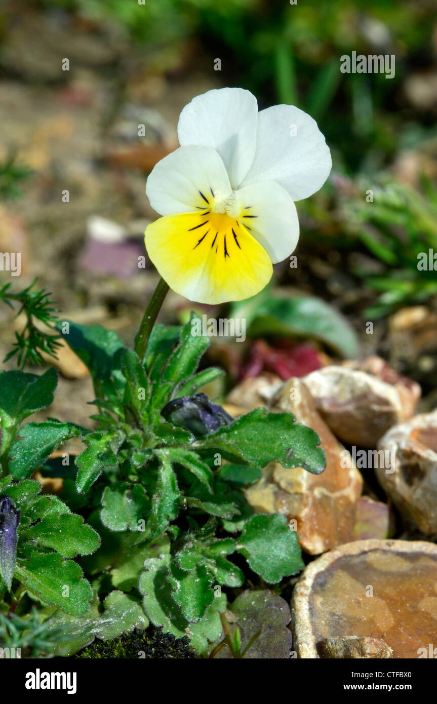FIELD PANSY Viola arvensis (Violaceae Stock Photo - Alamy