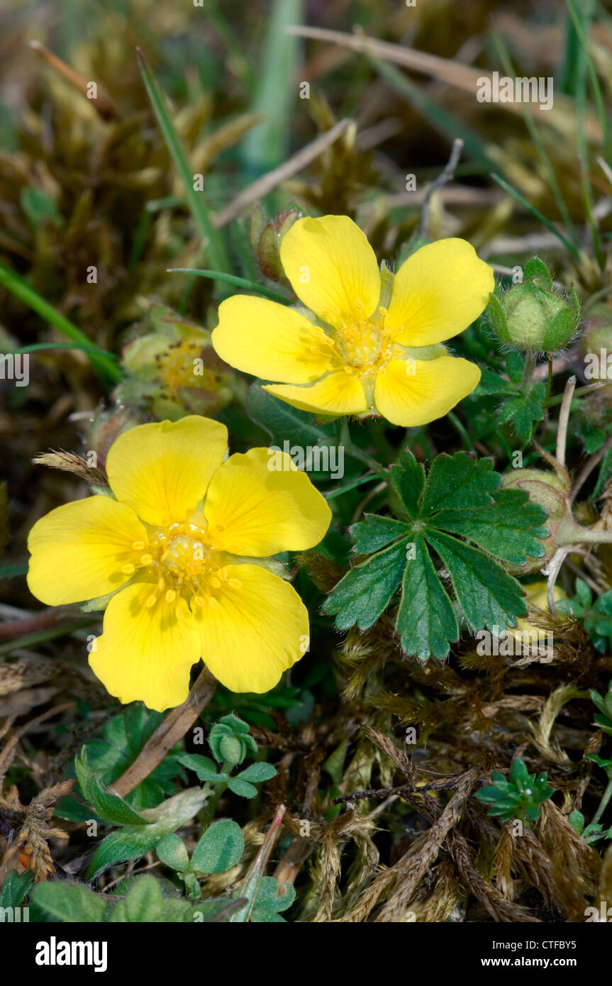 SPRING CINQUEFOIL Potentilla tabernaemontani (Rosaceae Stock Photo - Alamy