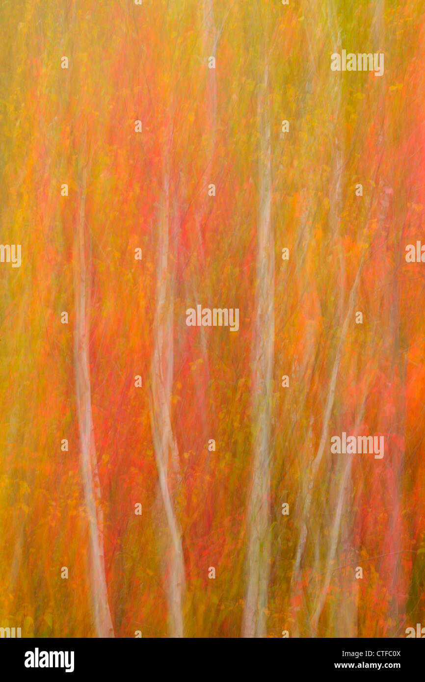 Tree trunks and foliage in fall autumn (camera movement), Greater ...