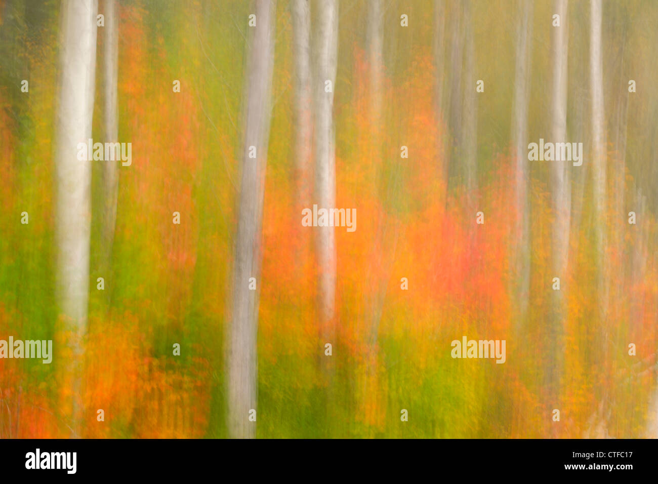 Tree trunks and foliage in fall autumn (camera movement), Greater ...