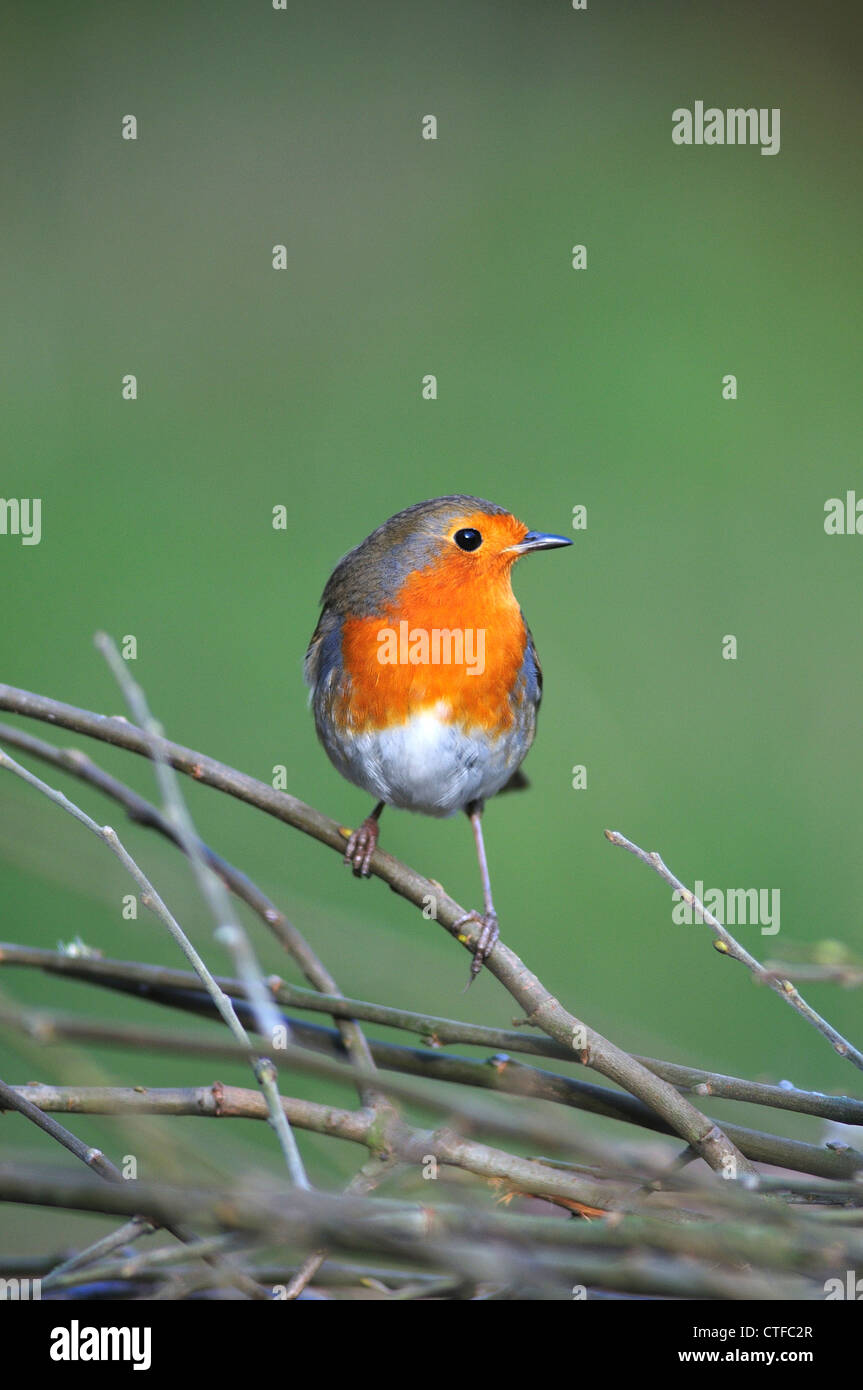 Garden redbreast hi-res stock photography and images - Alamy