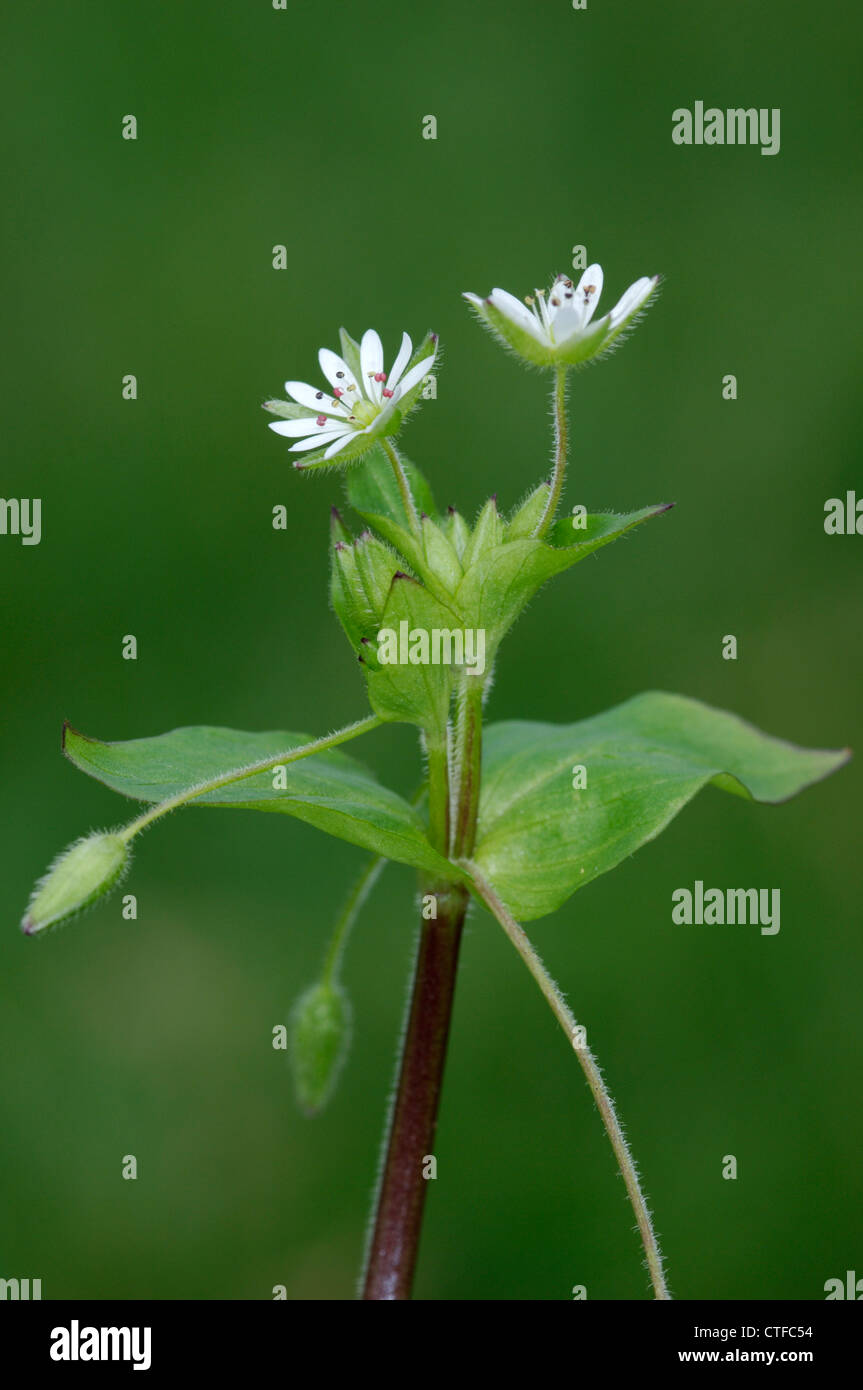 GREATER CHICKWEED Stellaria neglecta (Caryophyllaceae Stock Photo - Alamy