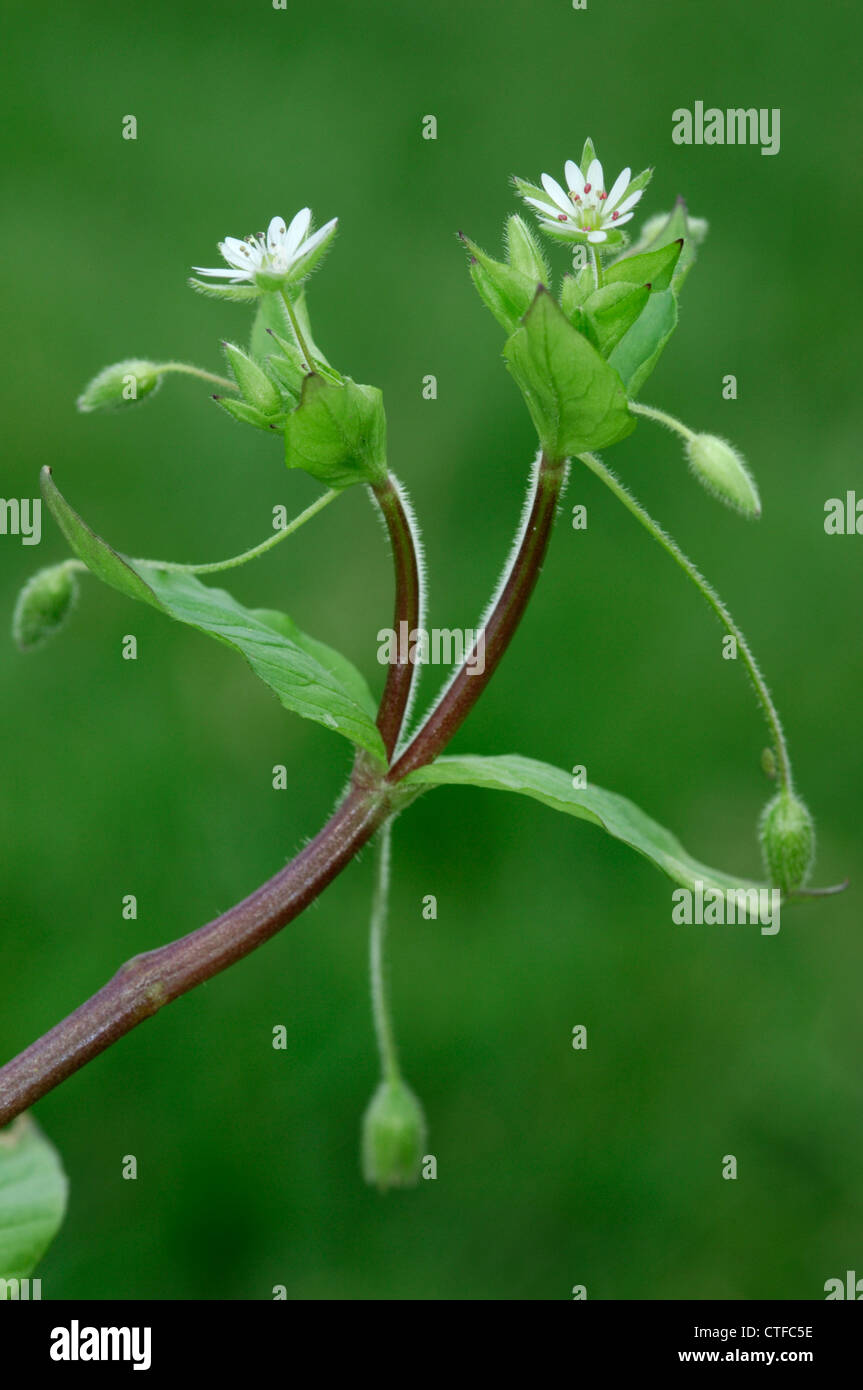 GREATER CHICKWEED Stellaria neglecta (Caryophyllaceae Stock Photo - Alamy