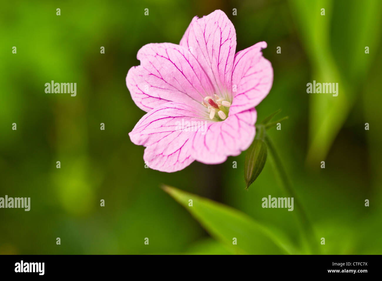 Pretty Pink Flower Stock Photo - Alamy