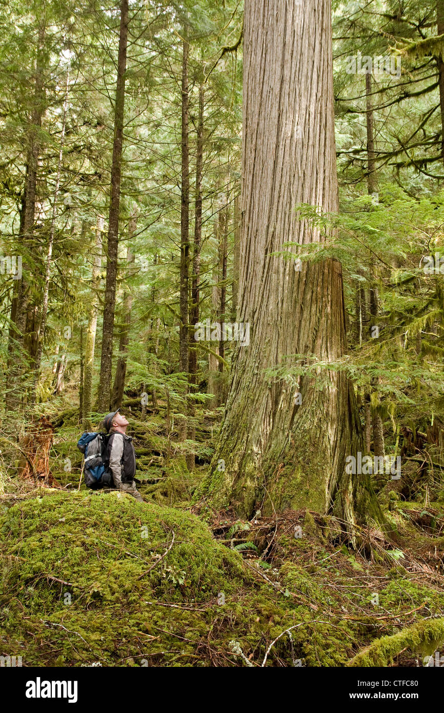 Mature cedar tree hi-res stock photography and images - Alamy