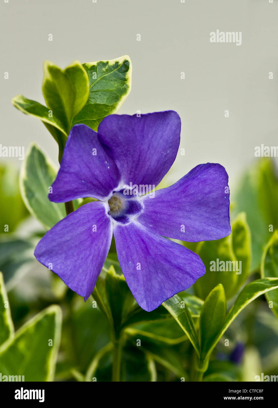 Periwinkle flower garden hi-res stock photography and images - Alamy
