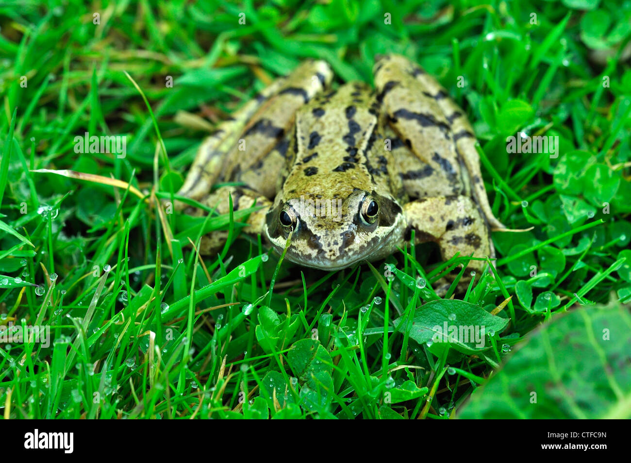 A common frog in grass UK Stock Photo - Alamy