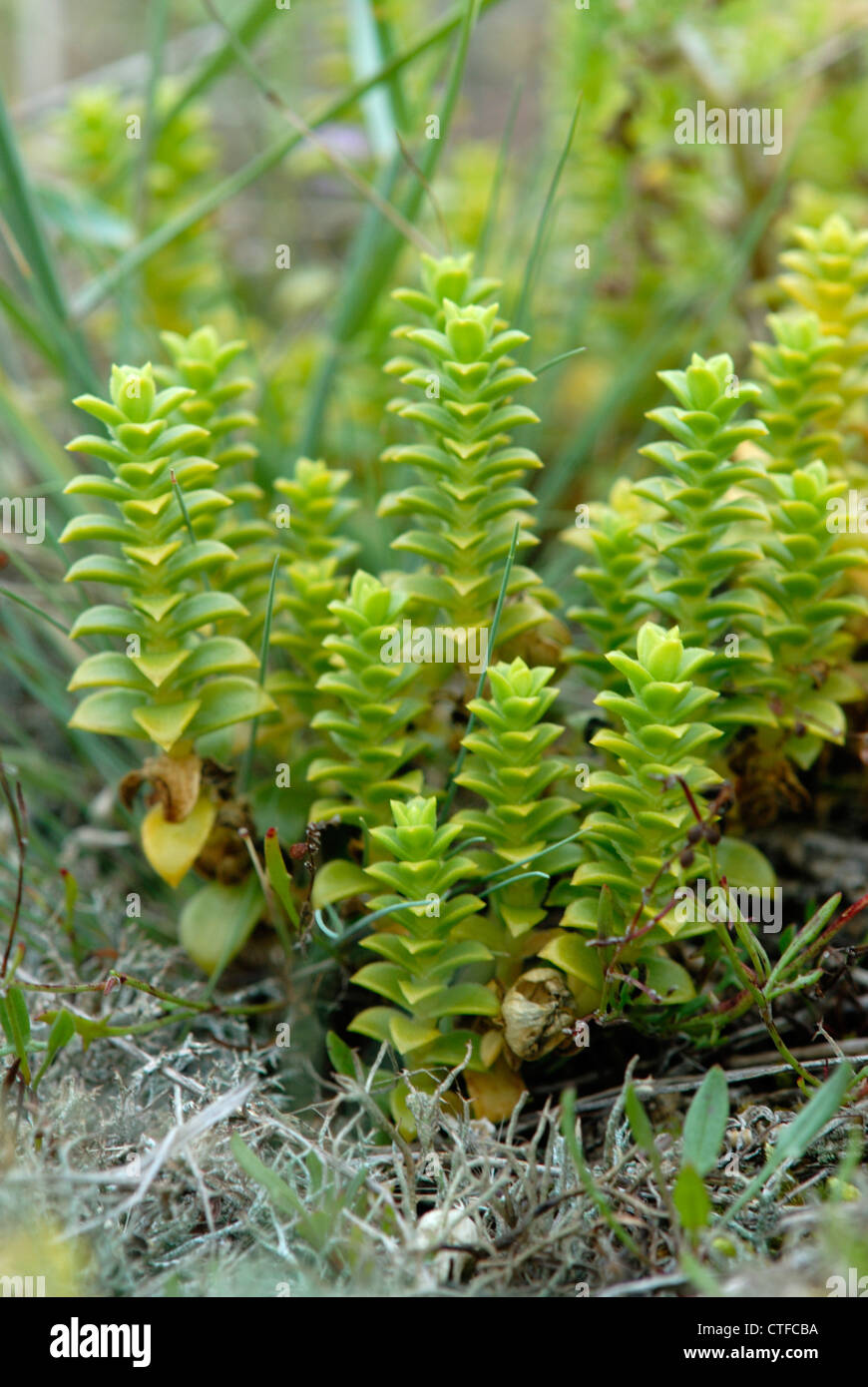 Sandwort hi-res stock photography and images - Alamy