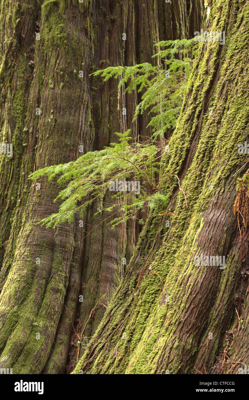 A small hemlock tree grows in between two lofty old growth cedar trees ...