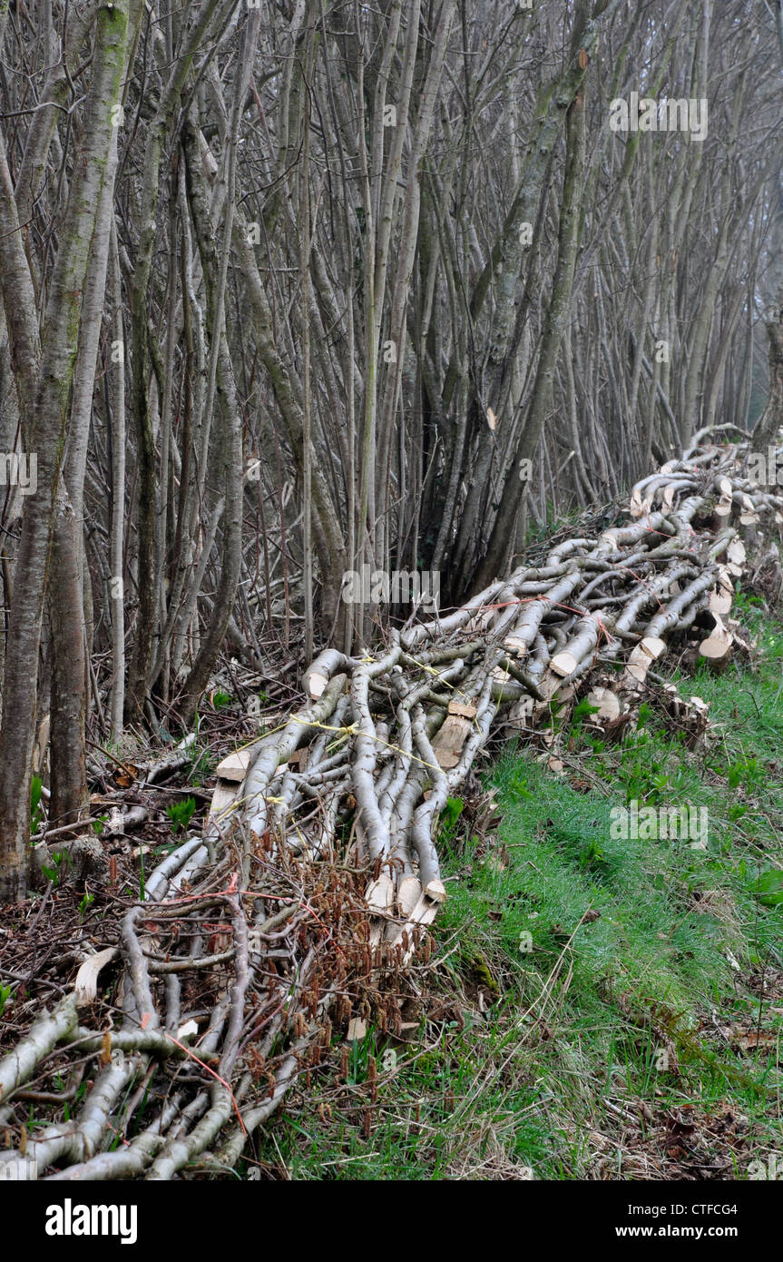 Traditional hedge laying hedge hi-res stock photography and images - Alamy