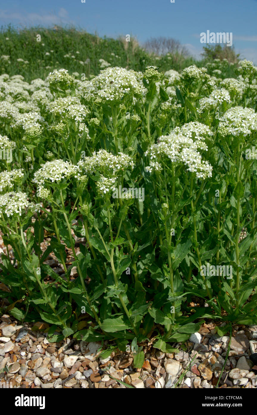 HOARY CRESS Lepidium draba (Brassicaceae Stock Photo - Alamy