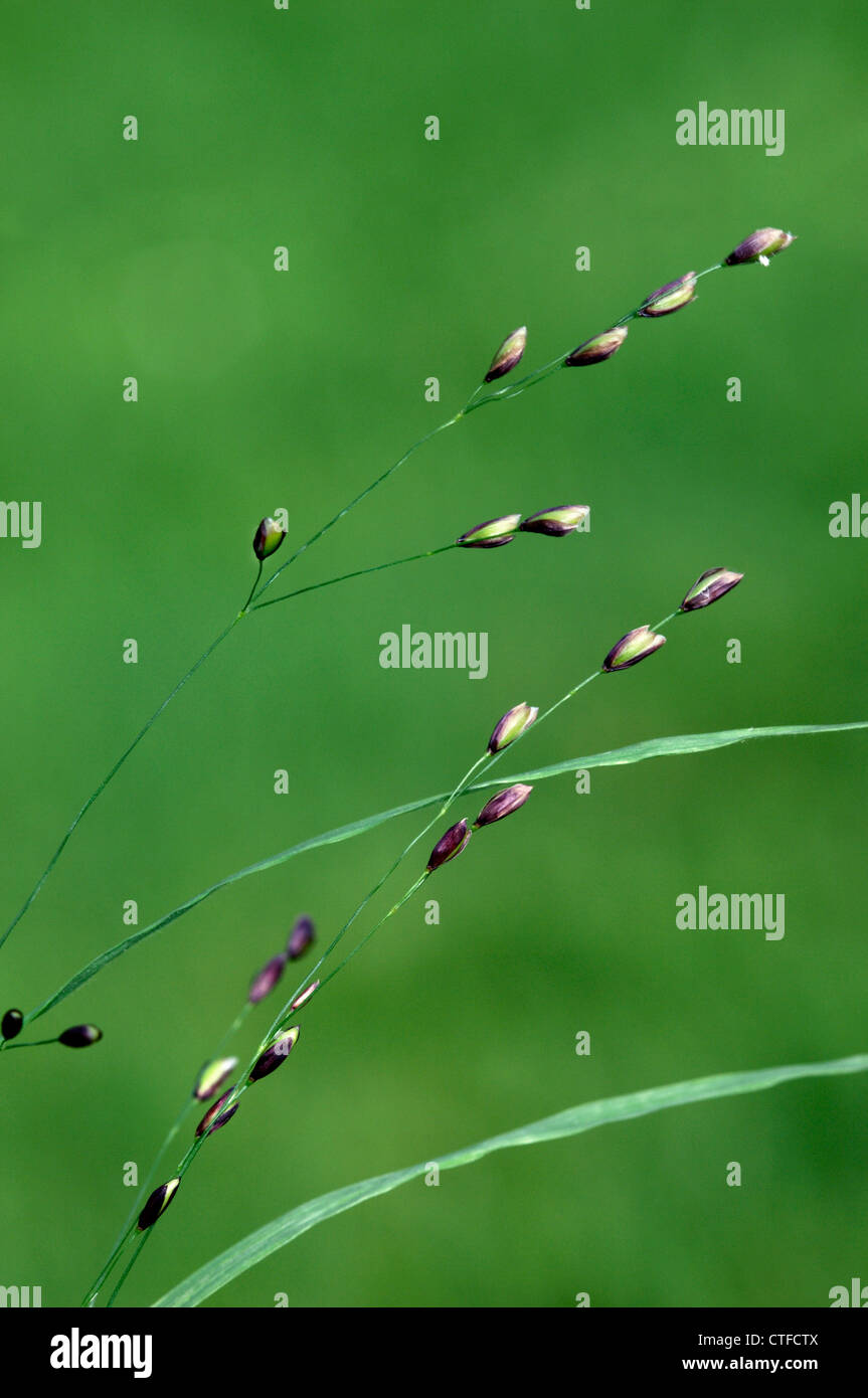 WOOD MELICK Melica uniflora Stock Photo - Alamy