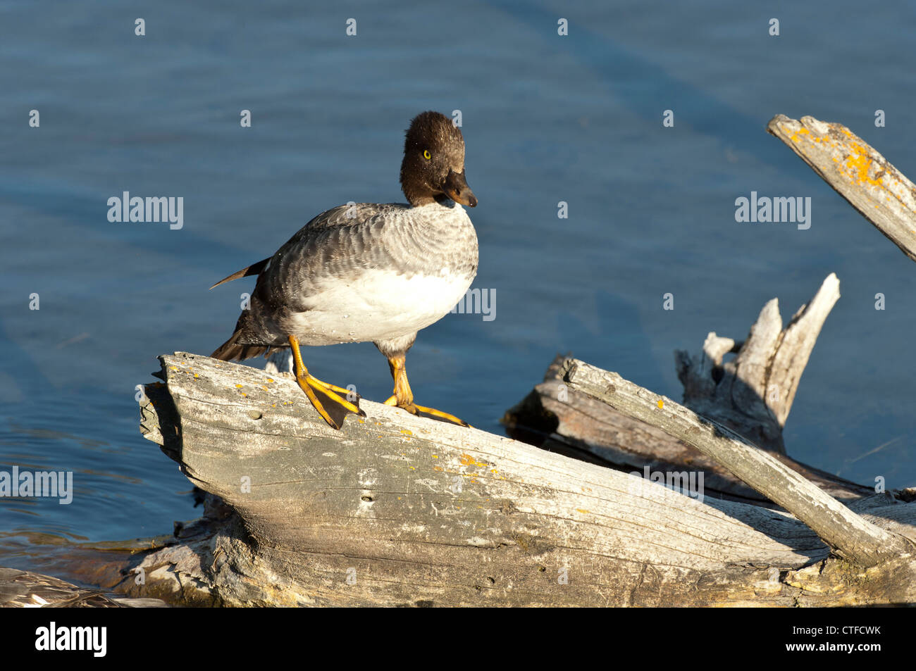 Stock photo of a female Barrow's goldeneye standing on a log Stock ...