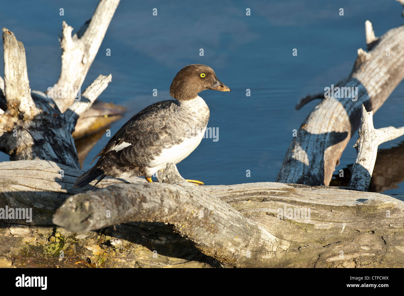 Barrows Goldeneye Vs Common Goldeneye