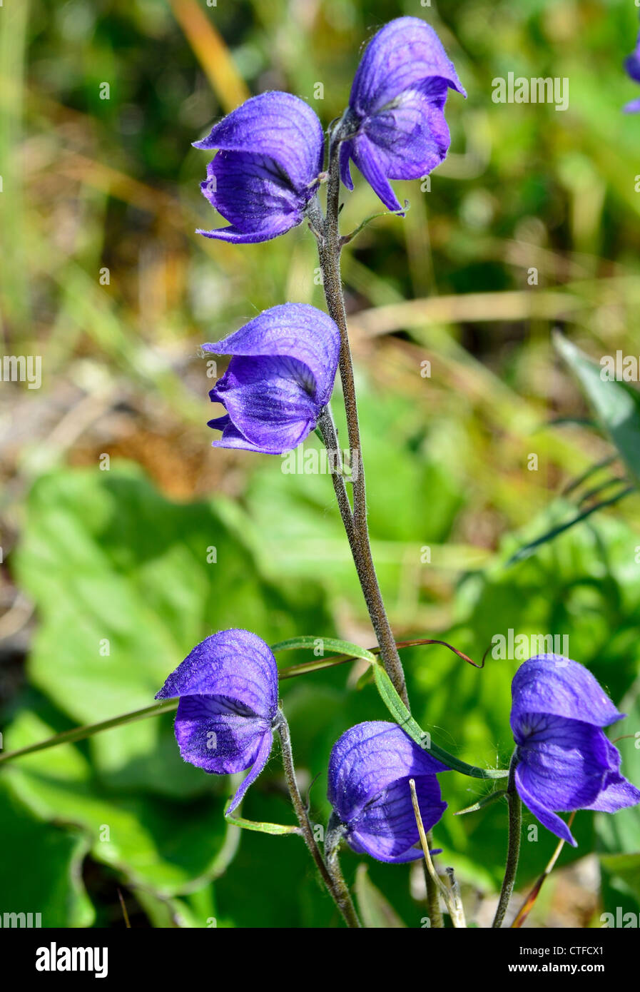 Denali national park flowers hi-res stock photography and images - Alamy