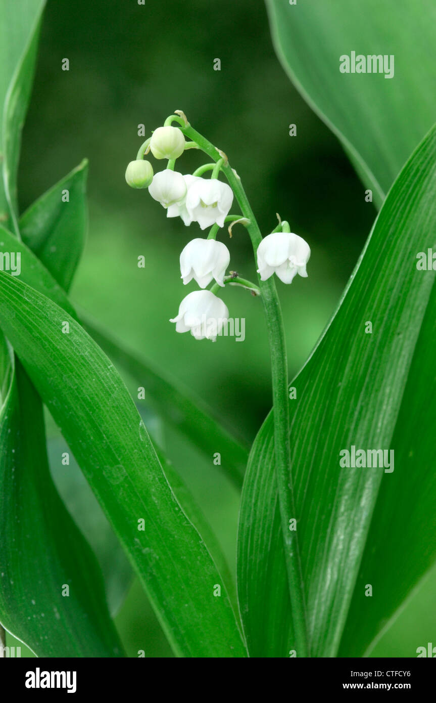 Lily valley plants in hi-res stock photography and images - Alamy