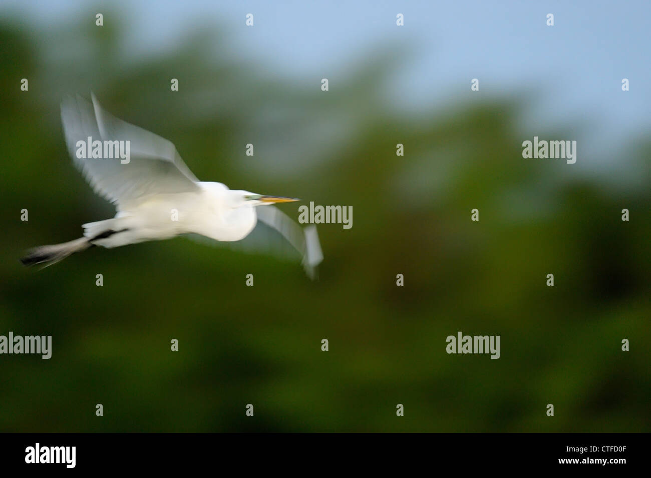 Birds in flight at the Audubon Rookery- panning technique, Venice ...