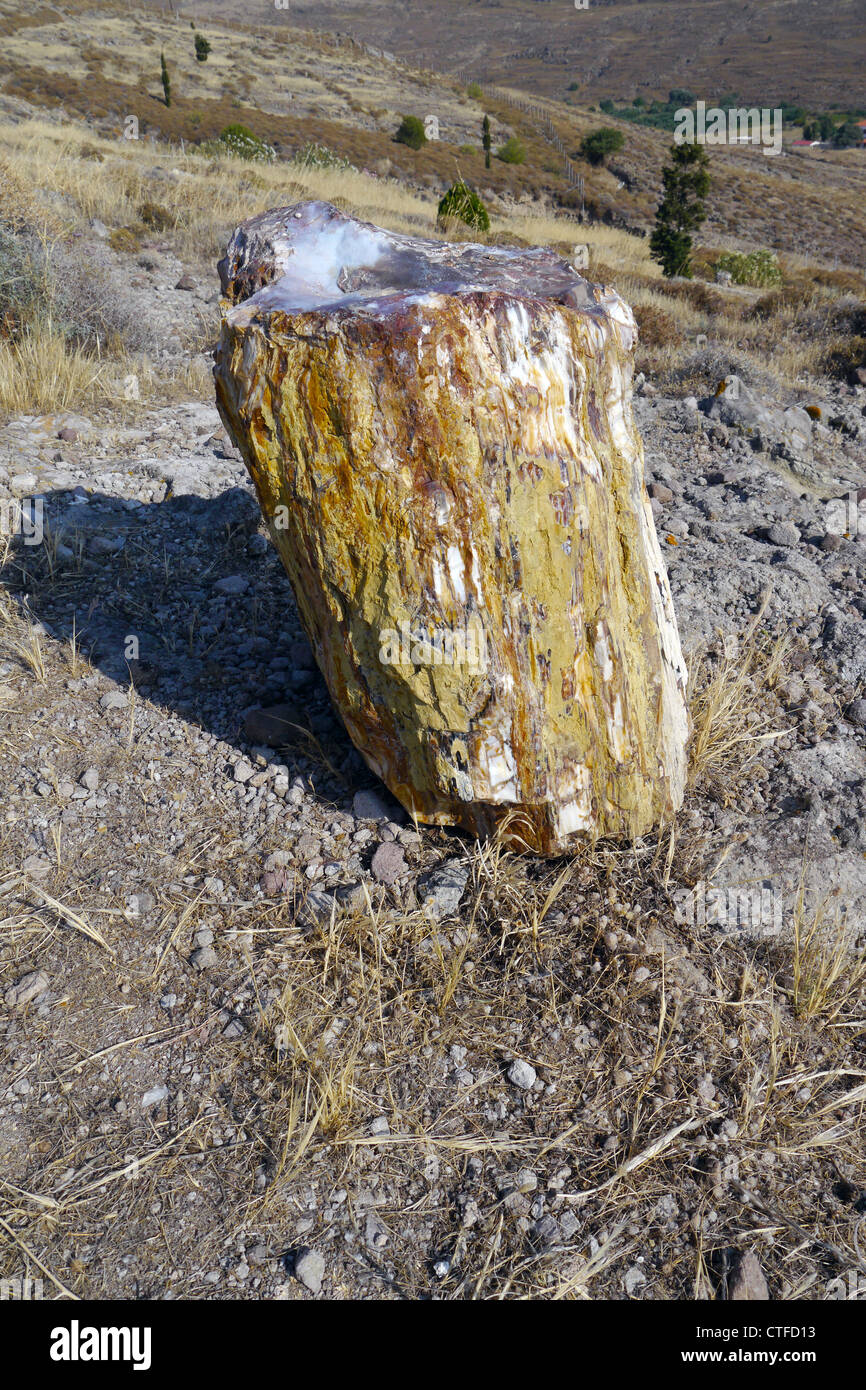 fossil of a tree trunk Stock Photo - Alamy