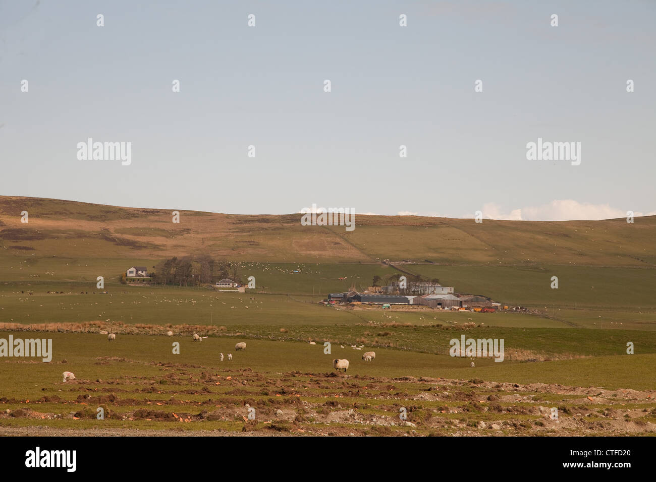 Farming the rugged Scottish, country side, grazing sheep, blue skies ...