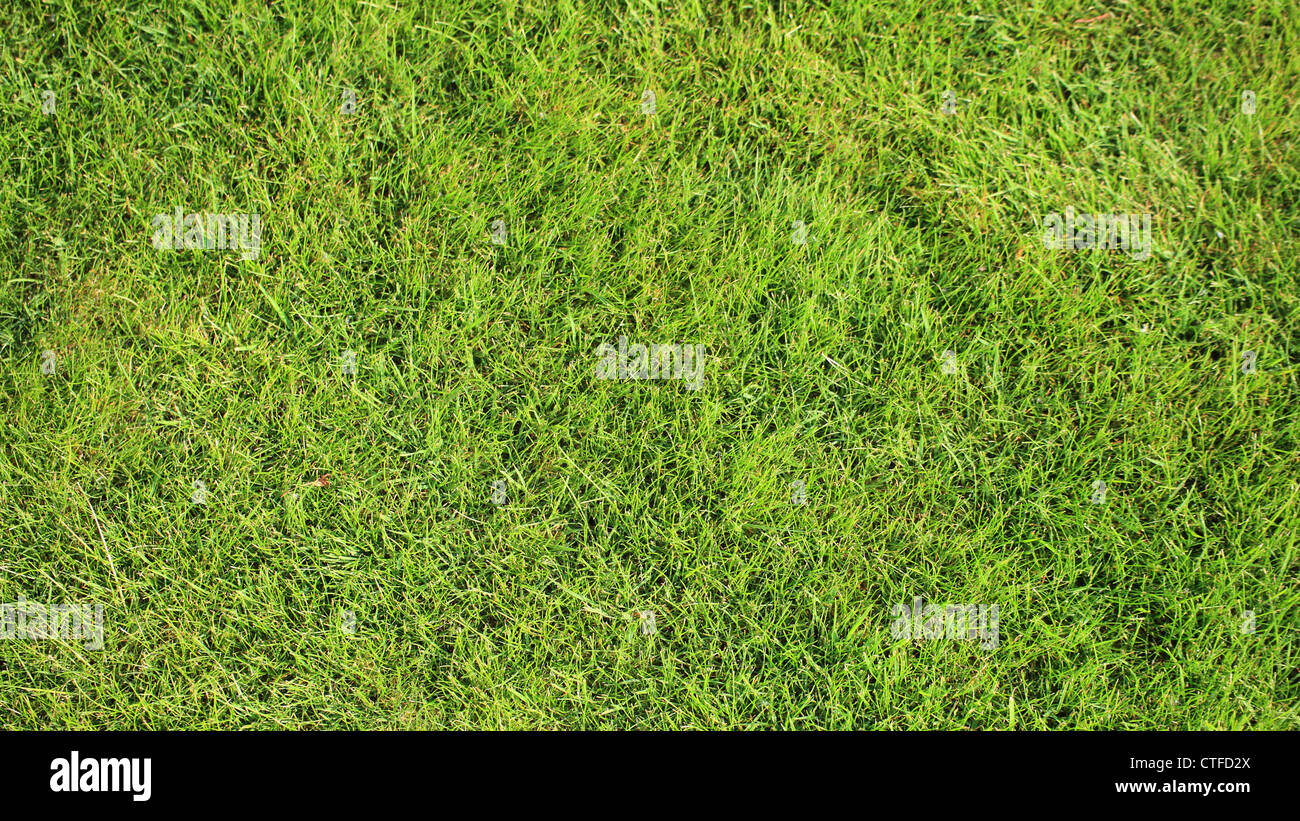 Beautiful green lawns perfectly cut for background Stock Photo - Alamy