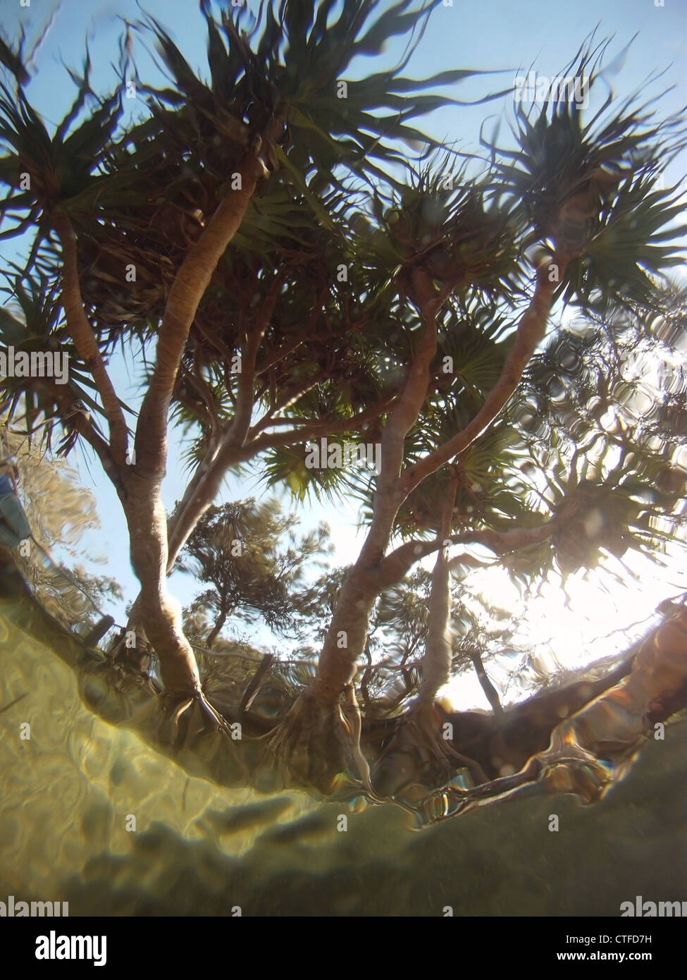 Pandanus hi-res stock photography and images - Alamy